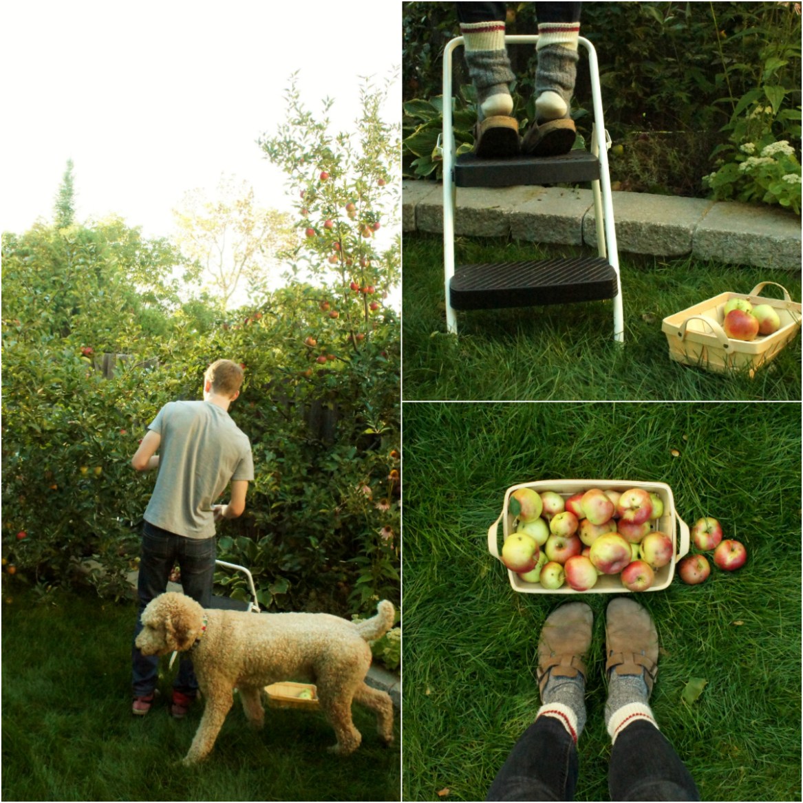 Give Me Spots on My Apples [Cinnamon Apple Sauce] – Kate's Plate
